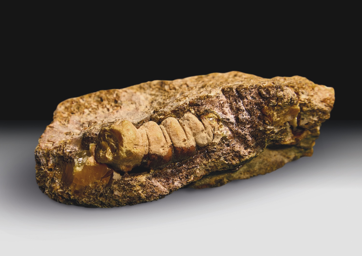Rarest amber up to 50 million years old with traces of an ancient ...